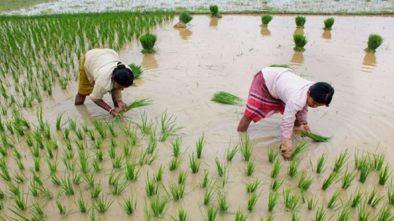 MSP For 14 Kharif Season Crops Increased, 1.5 Times Production Cost ...