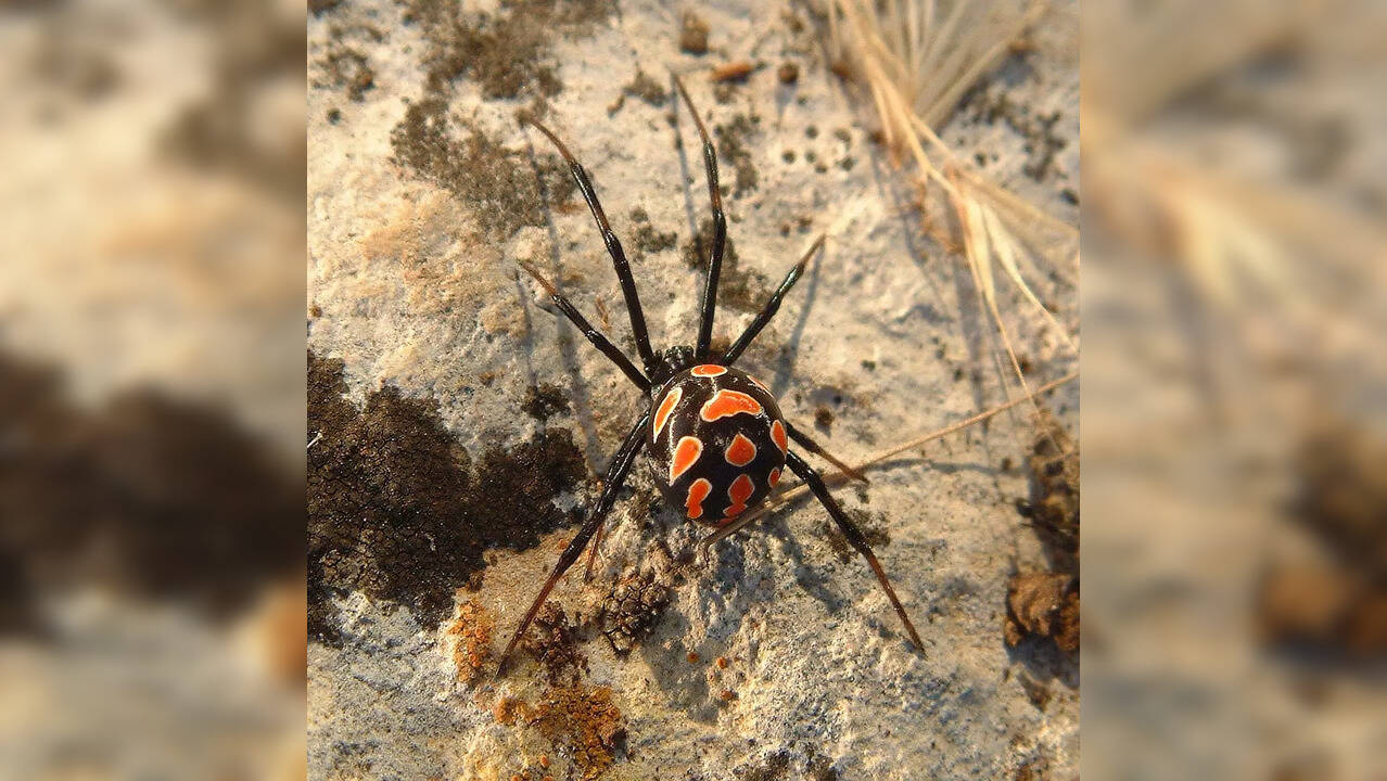Woman Finds Venomous Black Widow Spider In Ontario Walmart Grapes: 'I ...