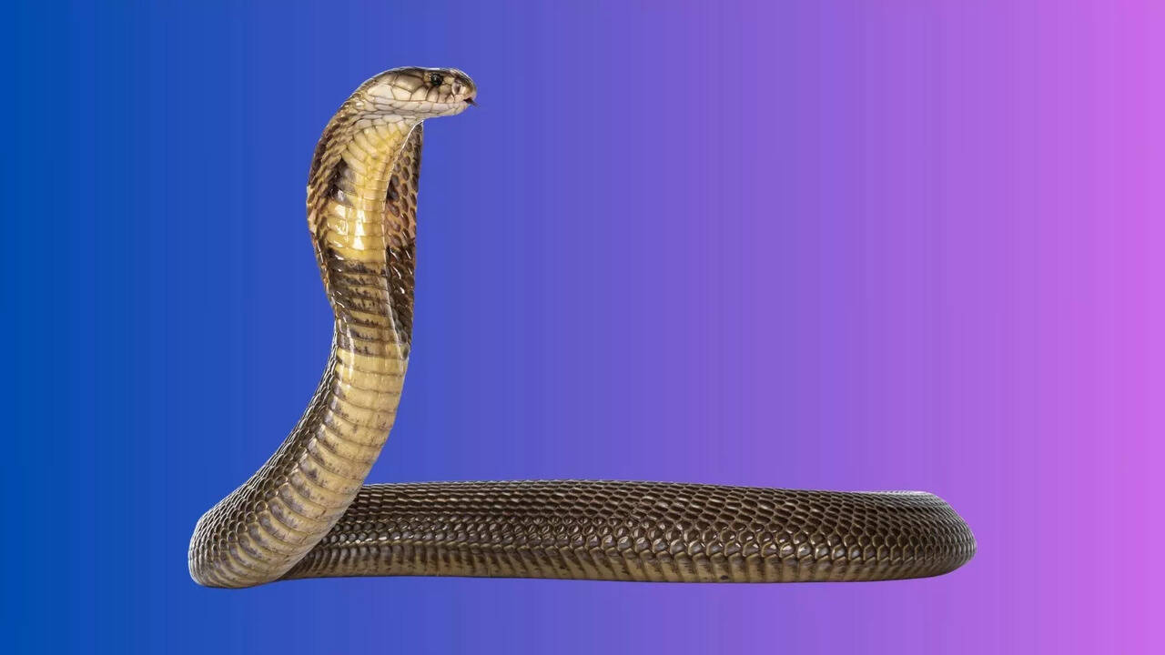 Snake: ಪ್ರತಿ ಶನಿವಾರ ಮಿಸ್‌ ಮಾಡದೆ ಈ ವ್ಯಕ್ತಿ ಎಲ್ಲೇ ಇದ್ರೂ ಹೋಗಿ ಕಚ್ಚುತ್ತೆ ಈ ...
