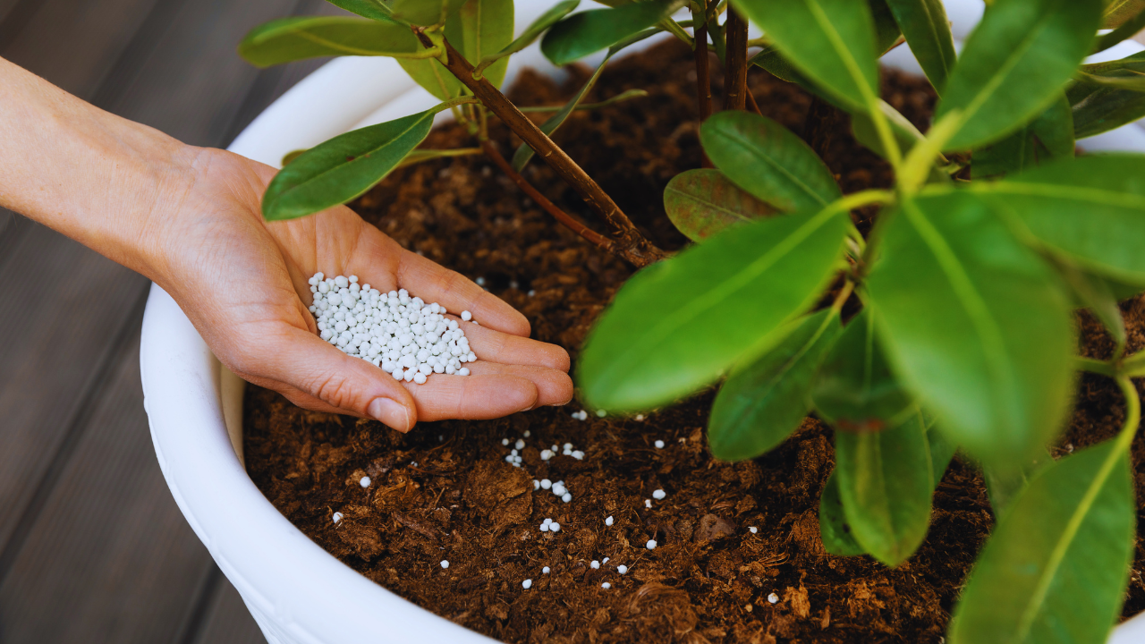 5 Simple Ways To Prepare Homemade Fertilizers For Indoor Plants | Times Now