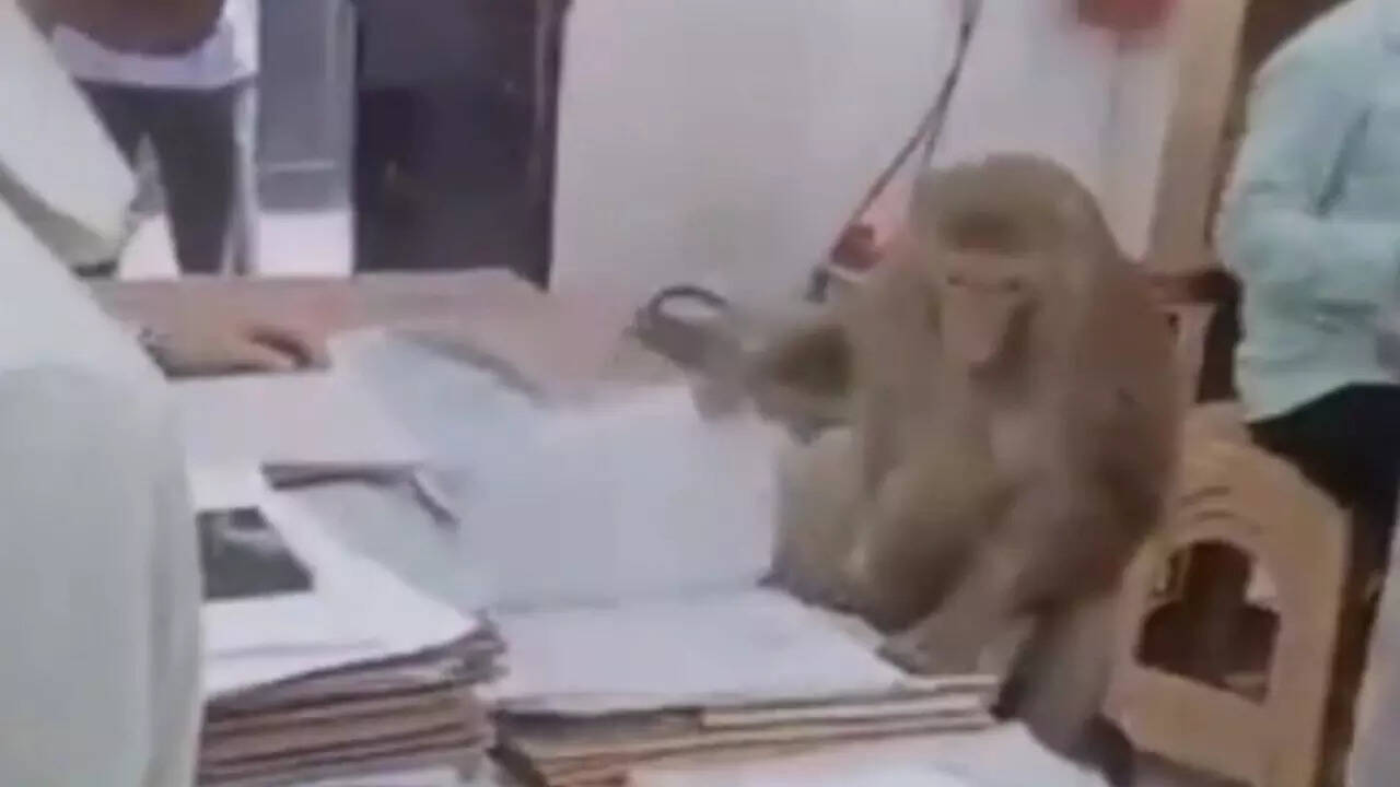 Monkey Mimics Office Worker, Ignoring Bananas to Inspect Files in Viral ...