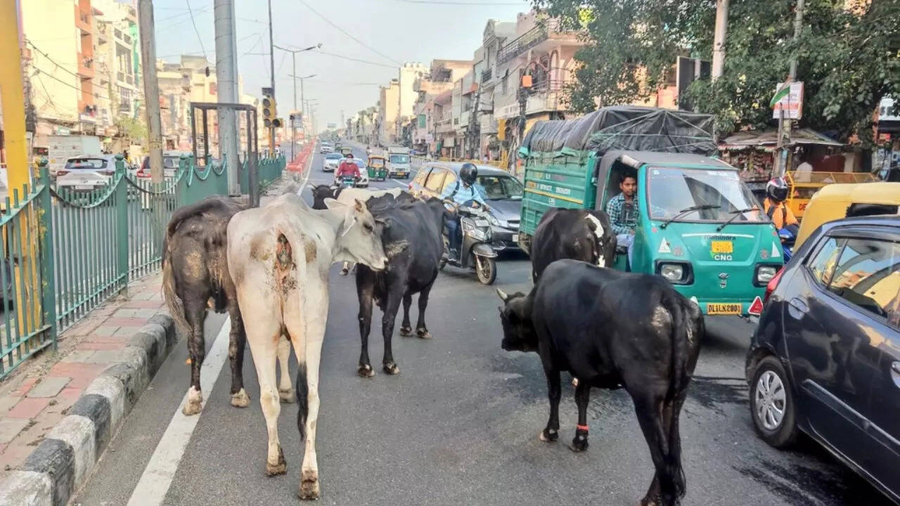 'Stray' Cows In Rajasthan Will Now Be Referred As 'Nirashrit ...
