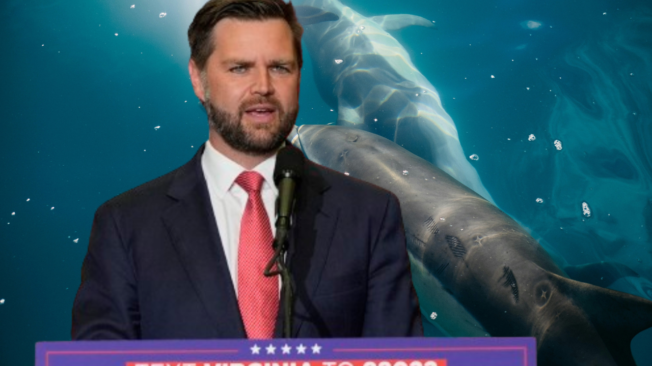 JD Vance's 'Woman And Dolphin' Social Media Post Backfires: Here's Why ...