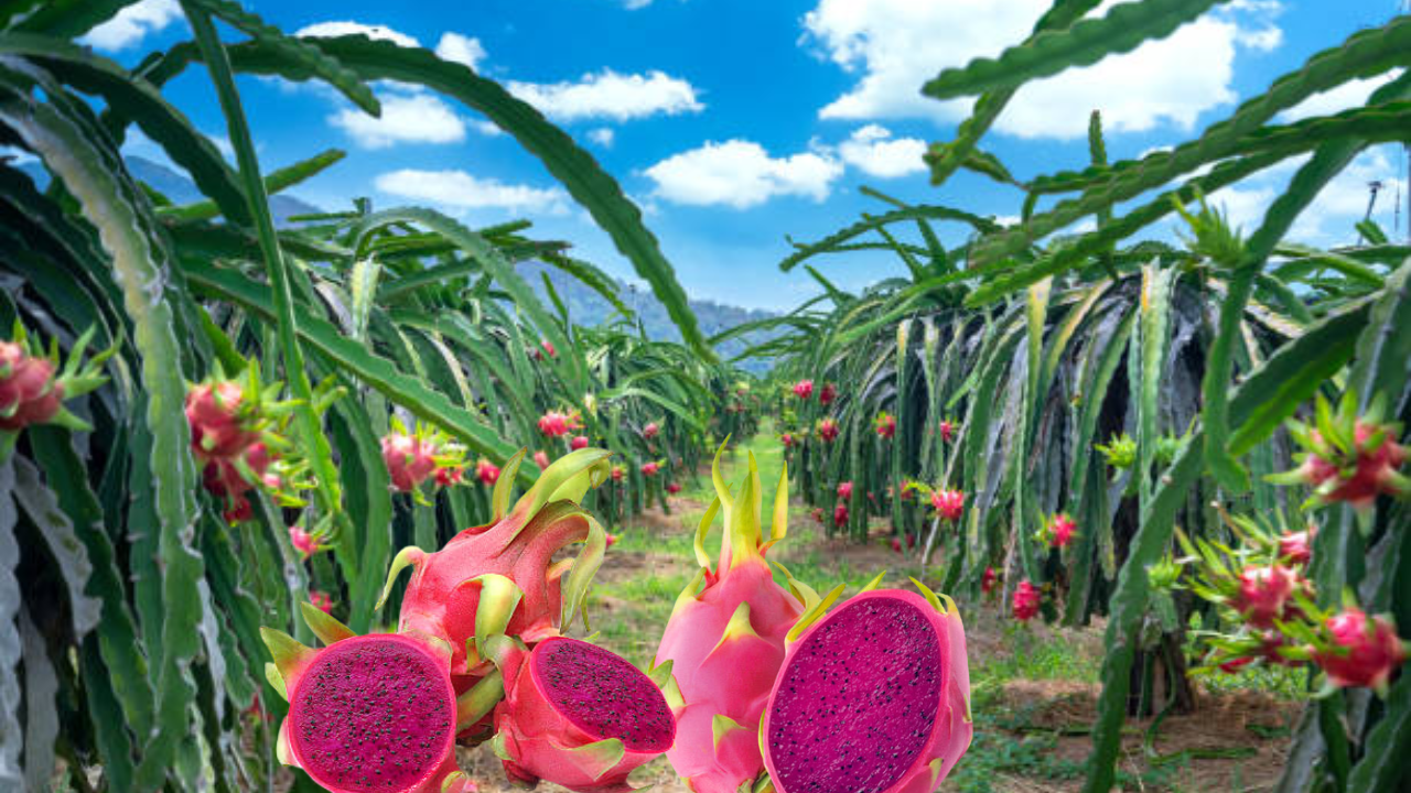 dragon fruit cultivation, profitable crop up to 30 years of yield, know ...