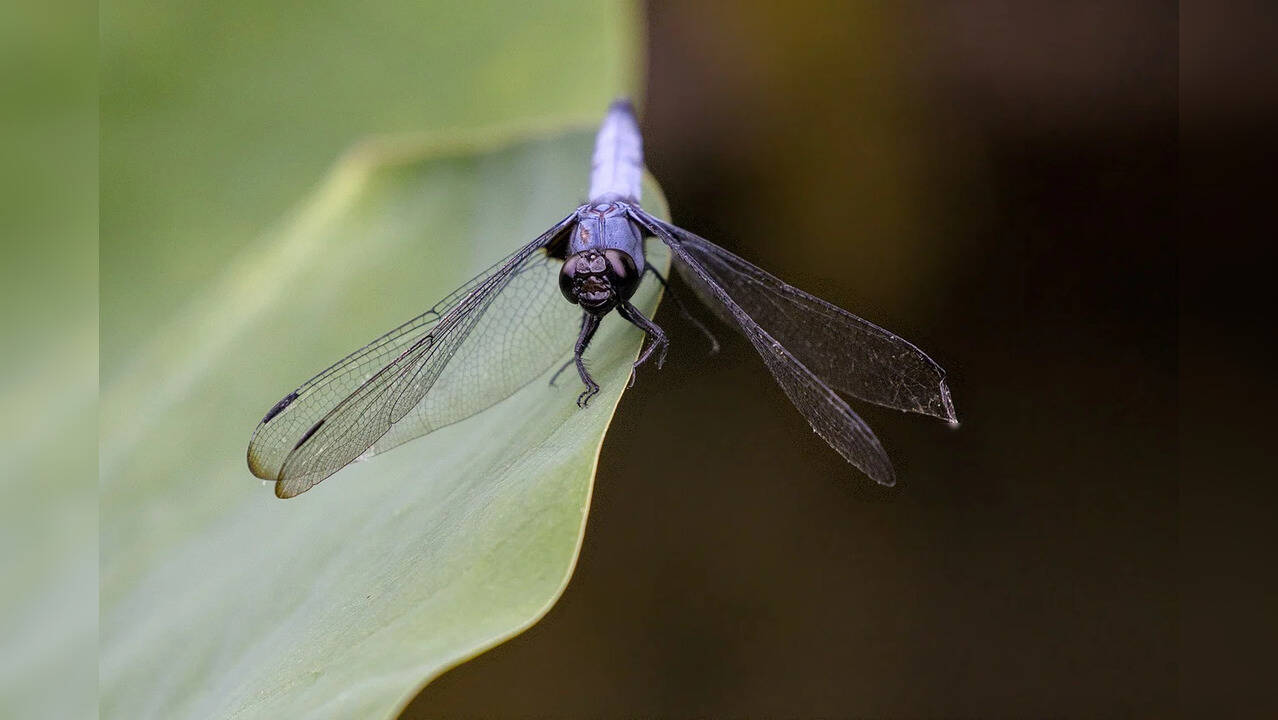 Supersized Dragonflies Invade Rhode Island's Misquamicut Beach| Video ...