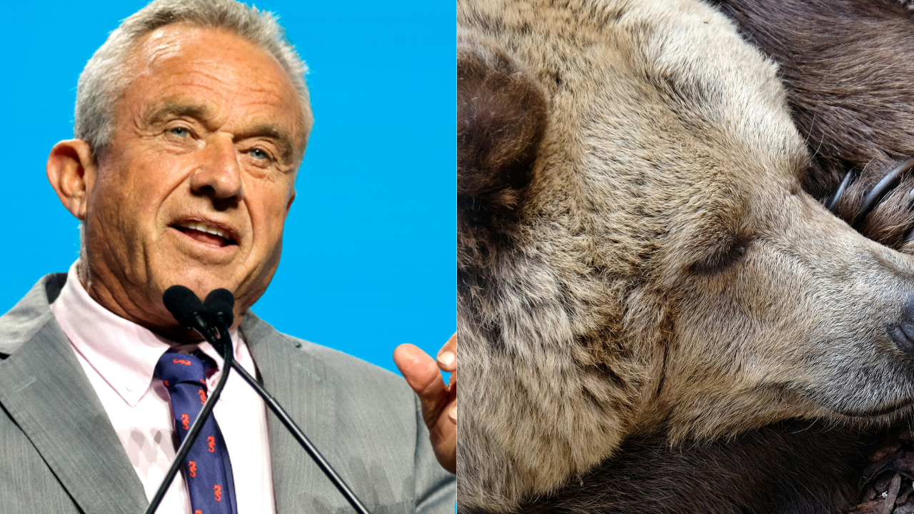 RFK Jr. Admits To Dumping Dead Bear In Central Park: 'I Was Going To ...