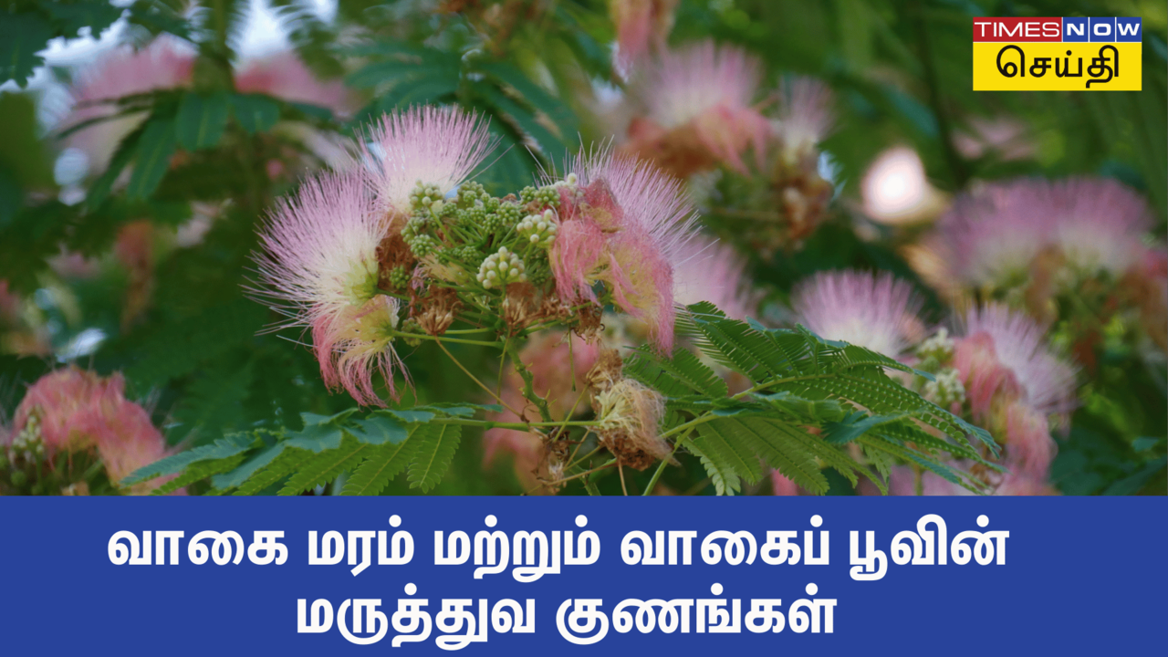 வாகைப்பூ: வெற்றியின் சின்னமாக திகழும் வாகைப்பூவில் இவ்வளவு மருத்துவ ...