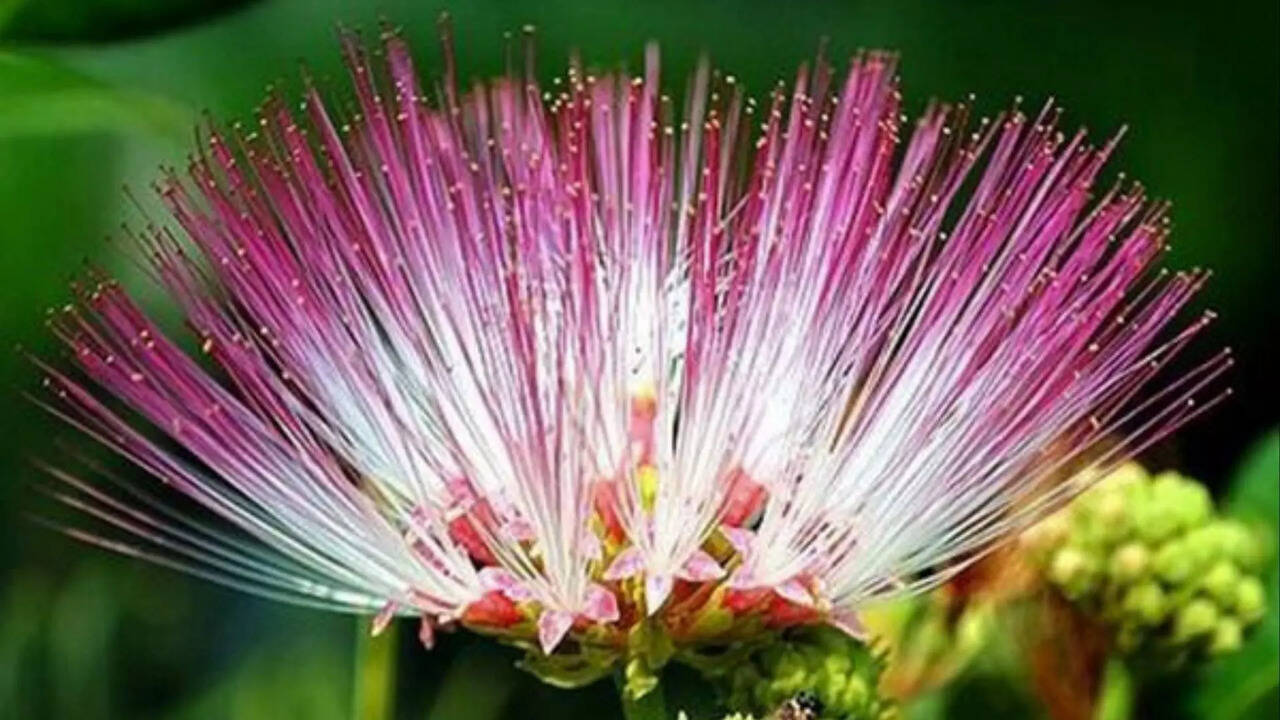 vaagai flower: தமிழக வெற்றிக் கழகத்தின் கொடியில் அமைத்துள்ள வாகை பற்றி ...