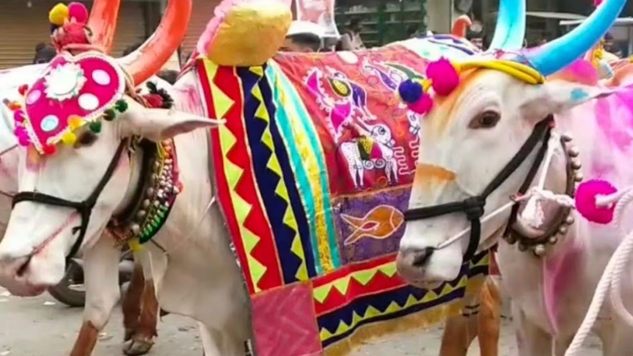 Bail Pola 2024: यंदा कधी आहे बैलपोळा? जाणून घ्या तिथी, मुहूर्त आणि ...