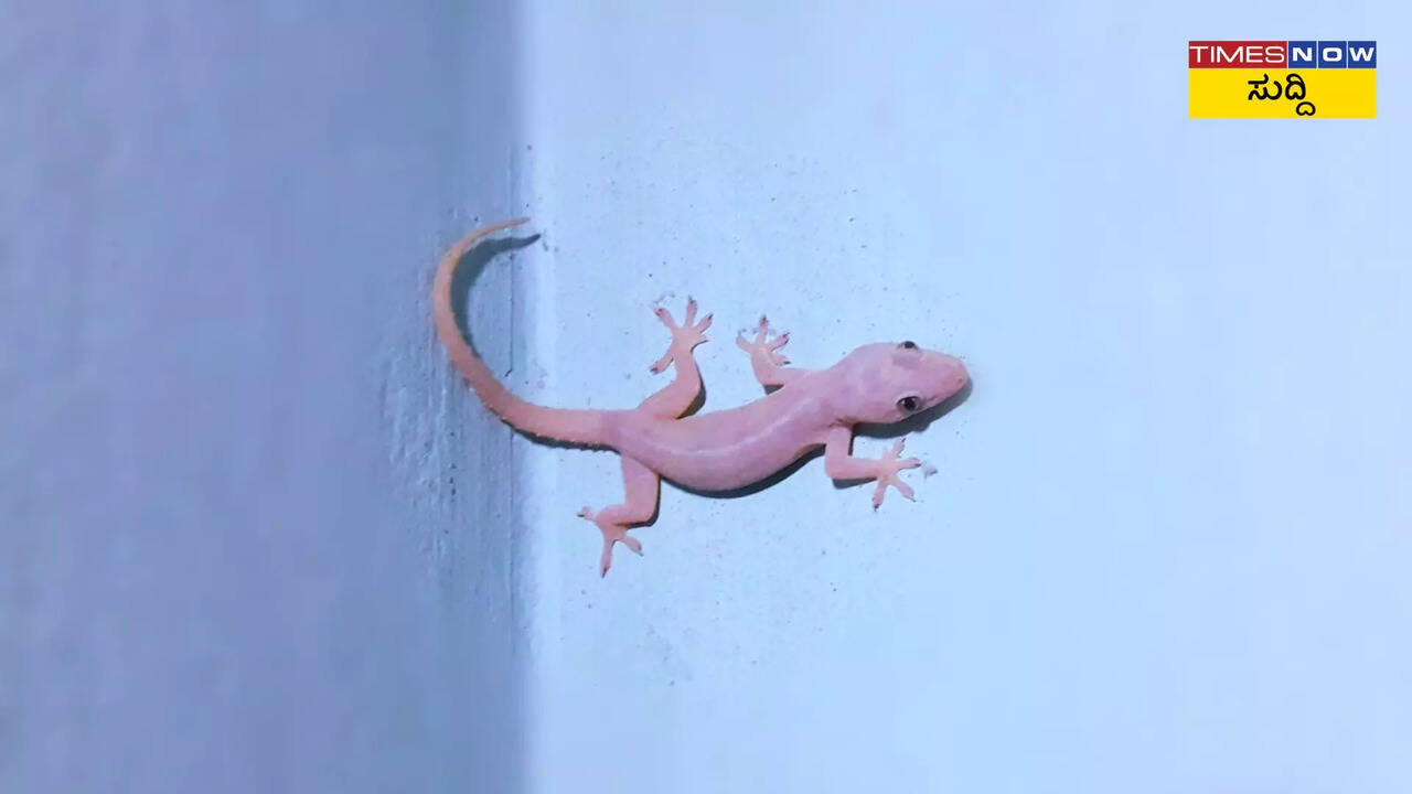 Lizard Falling: ನಿಮ್ಮ ದೇಹದ ಈ ಭಾಗದ ಮೇಲೆ ಹಲ್ಲಿ ಬಿದ್ದರೆ ನಿಮಗೆ ಹಣ ಸಿಗೋದು, ಸಂಪತ್ತು ಹೆಚ್ಚಾಗೋದು ...