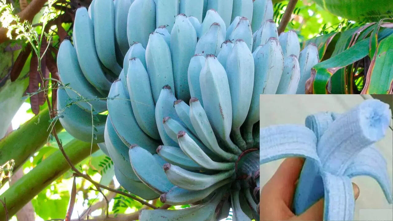 Blue Java Banana: একবার মুখে দিলেই...! নীল এই কলা খেলে কী কী হয় জানলে ...
