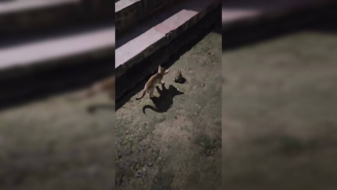 Viral Video: Inquisitive Kitten Can’t Resist Petting Toad Chasing an ...