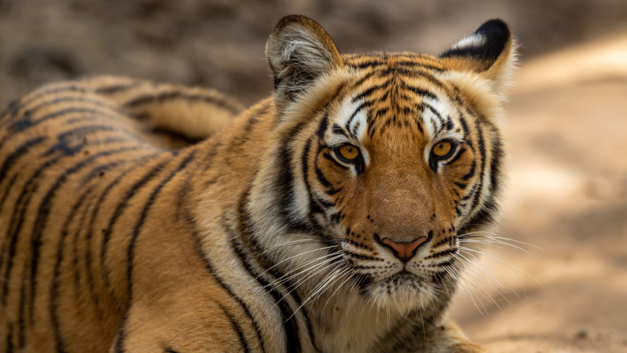 8 Biggest Tiger Reserves in India You Can Explore