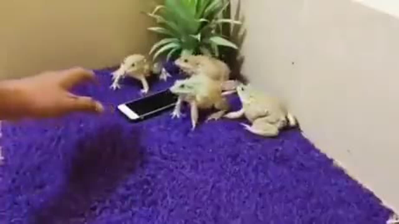 Viral Video: Frogs Let Out Ear-Splitting Scream to Scare Off Human ...