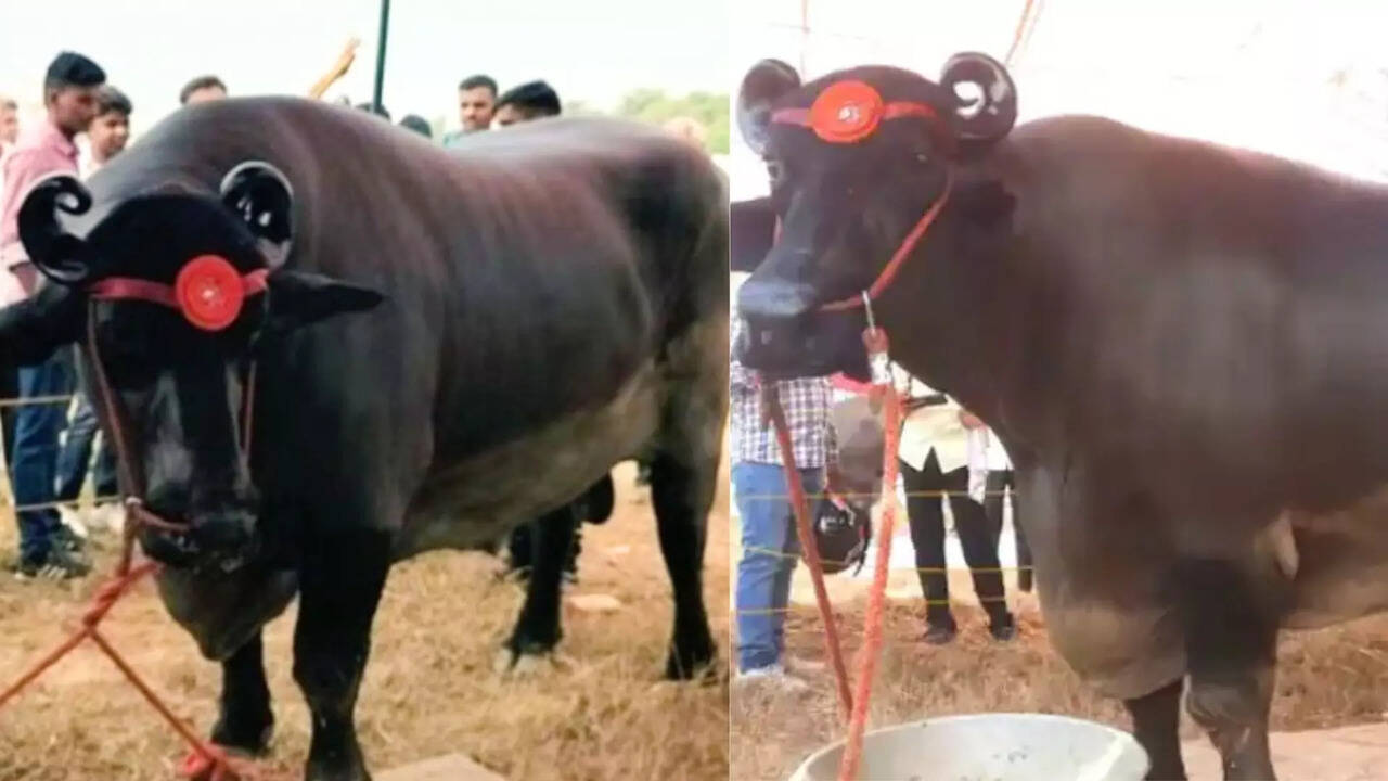 Costliest Buffalo: ಈ ಕೋಣದ ಬೆಲೆ 2 ರೋಲ್ಸ್‌ ರಾಯ್ಸ್‌ ಕಾರುಗಳಿಗಿಂತಲೂ ಹೆಚ್ಚು ...