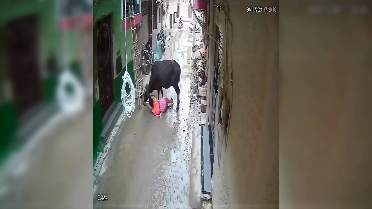 On CCTV: Bull Attacks Woman, Man After He Comes to Her Rescue | Times Now
