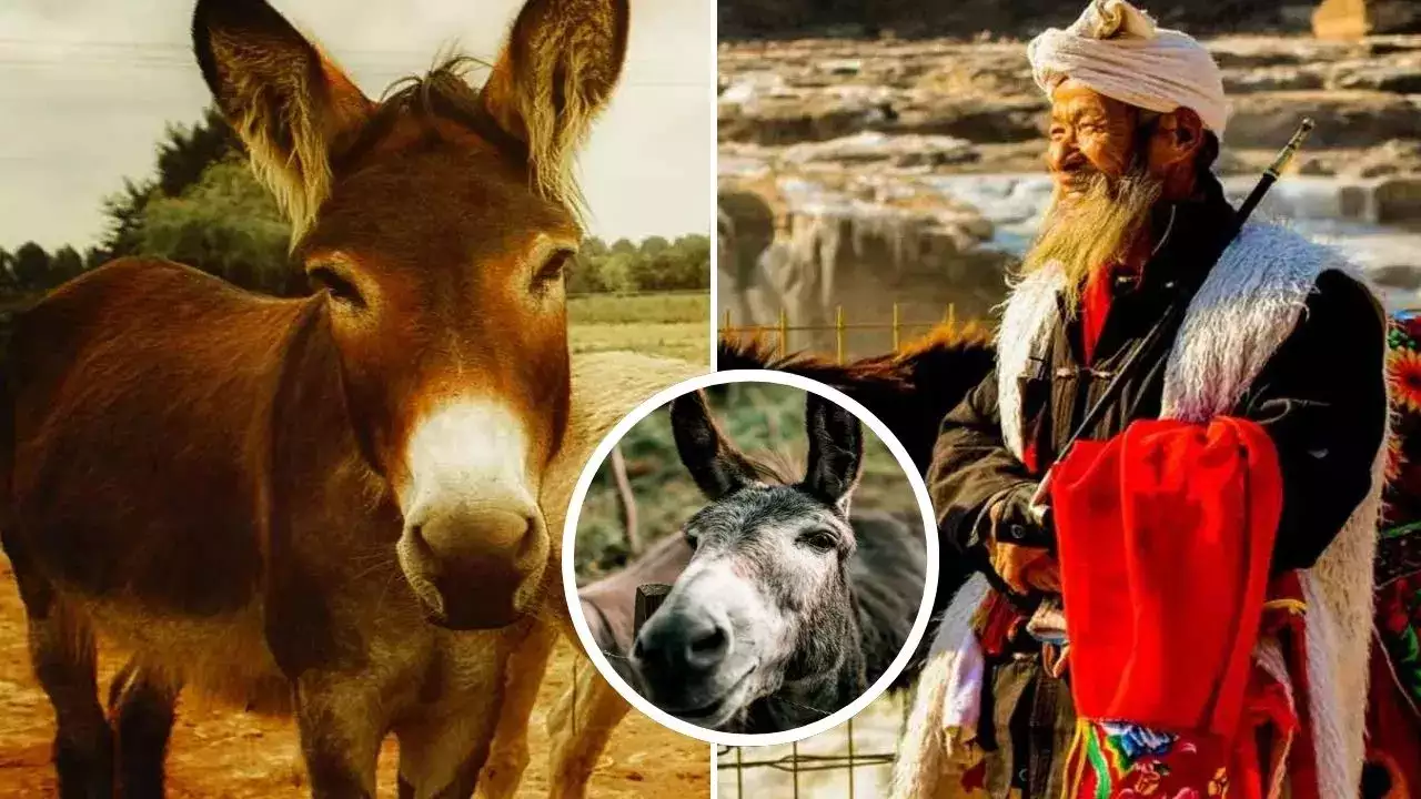 सलमान-शाहरुखपेक्षाही महागडा लॉरेन्स , औरंगजेबाच्या काळापासून इथे भरतो ...