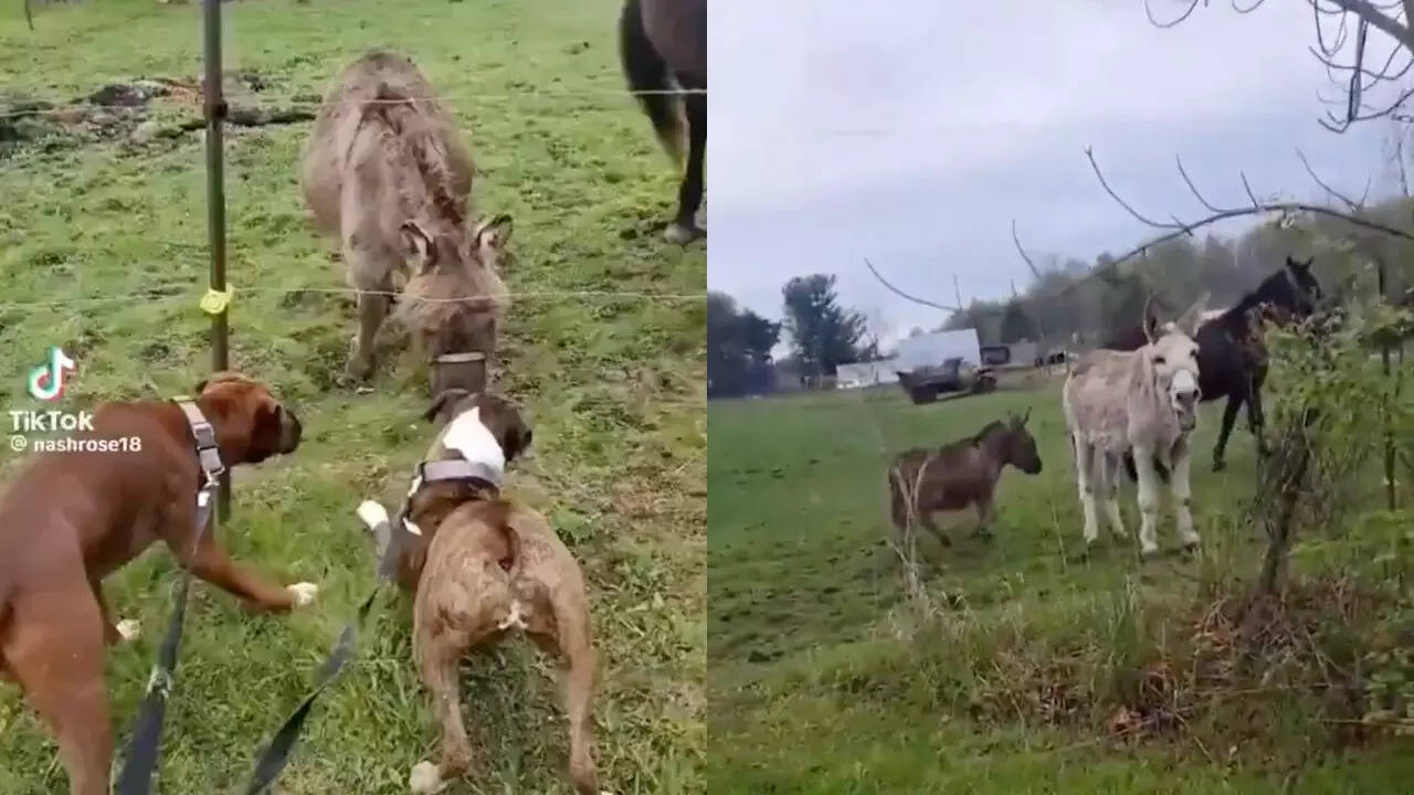 Viral Video: Donkeys 'Laughs' at Dog Shocked by Electric Fence | Times Now