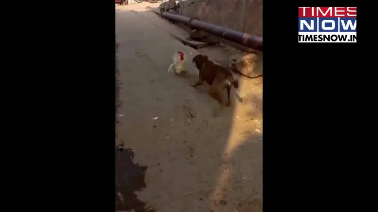 Dog vs Chicken Fight: Chhattisgarh Indie Humbled by Rooster in Bizarre ...