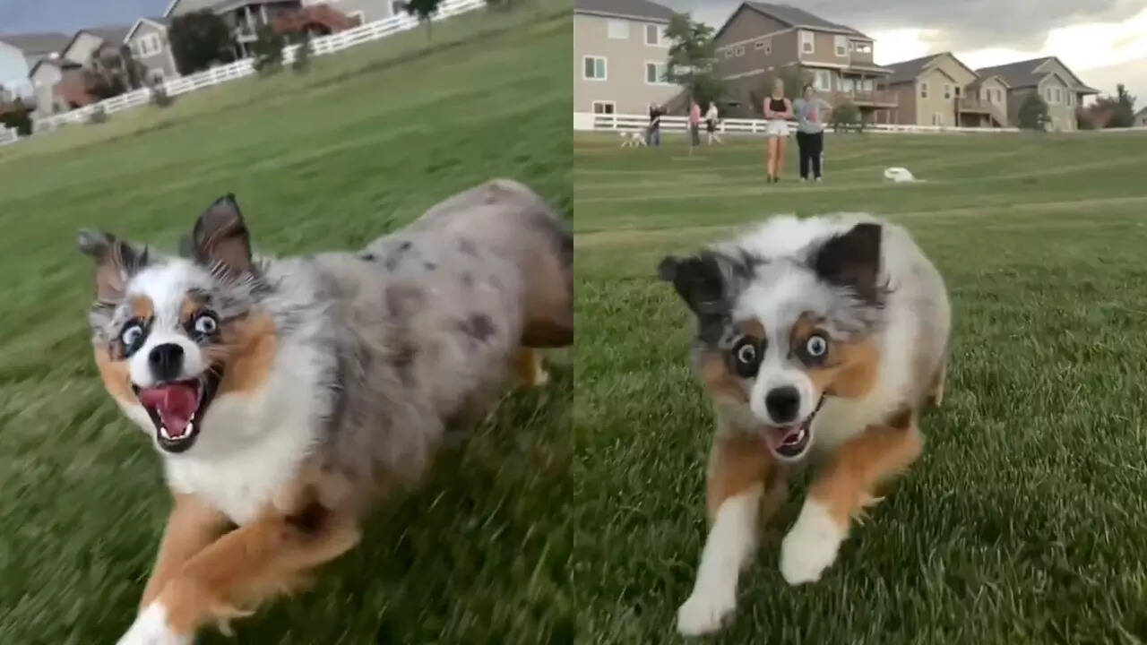 Viral Video: This is What Happens When You Make a Dog Chase a Slice of ...