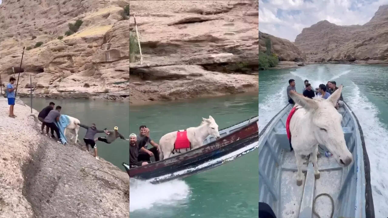 Stranded Donkey Rescued From Riverbank Wears Lifejacket on Boat to ...