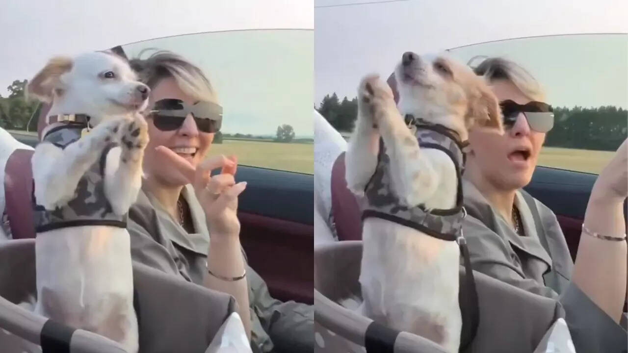 This Video Will Make Your Day! Watch This Dog on Its Hind Legs Dance ...