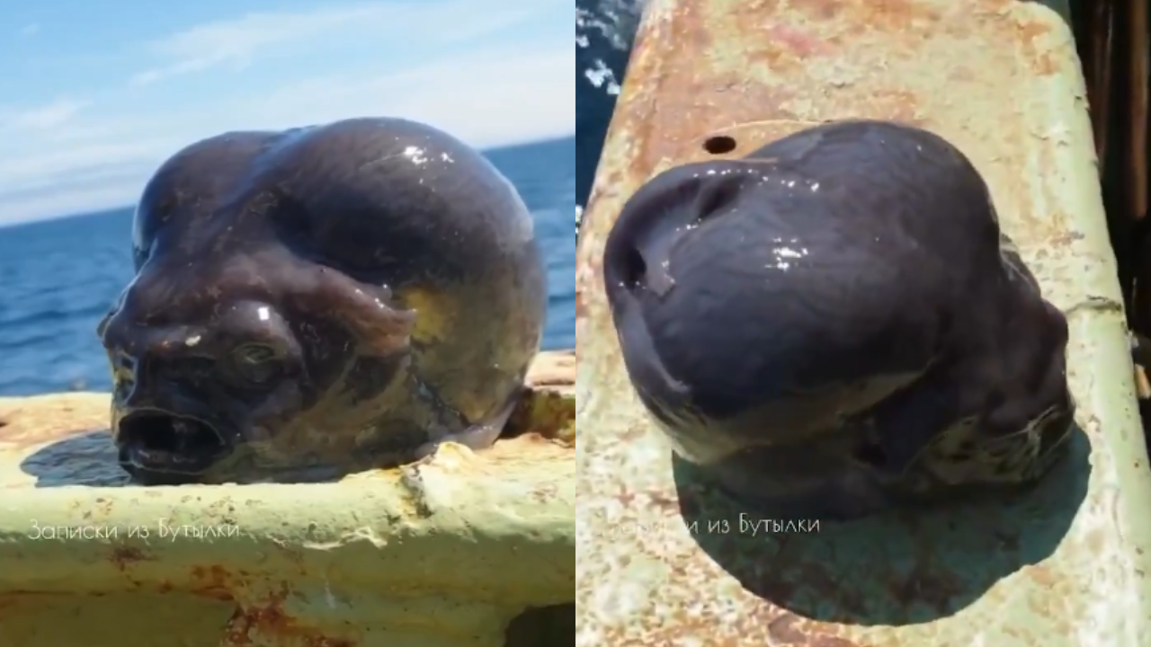Bizarre Smooth Lumpfish Sparks ‘Alien’ Theories After Russian Fisherman ...