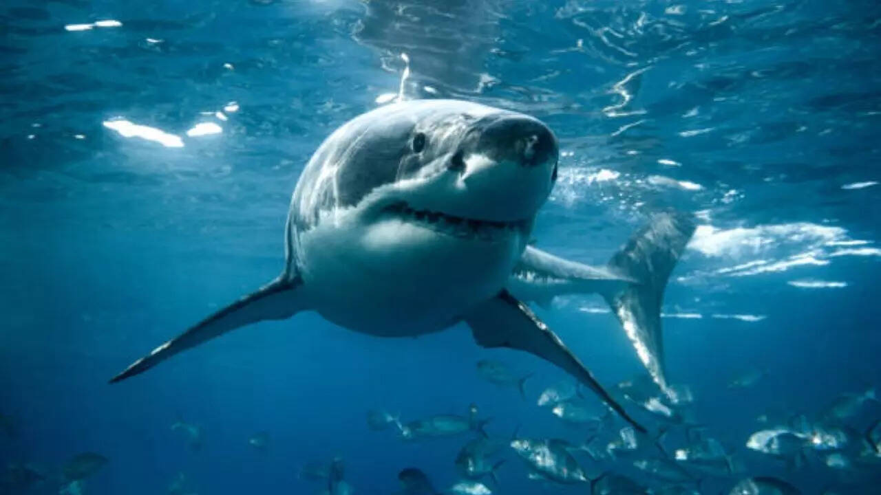 Shark Tries To Eat Camera—What It Recorded Inside Is Going Viral ...