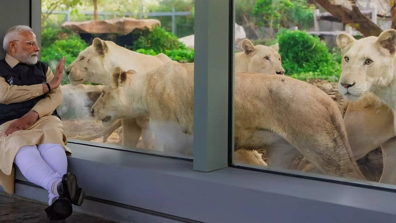 Ranveer Singh To Janhvi Kapoor: Bollywood Lauds Anant Ambani's Vantara ...