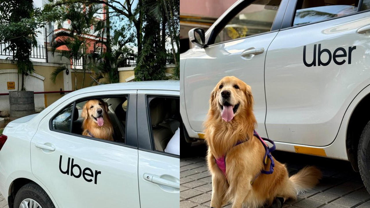 Mumbaikars, You Can Now Travel With Your Pet in Uber-Check How | Times Now