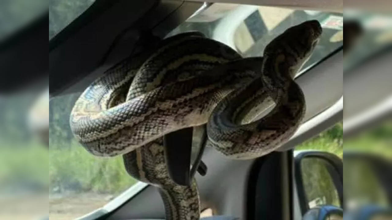 Family returns to their car to find carpet python wrapped around the ...