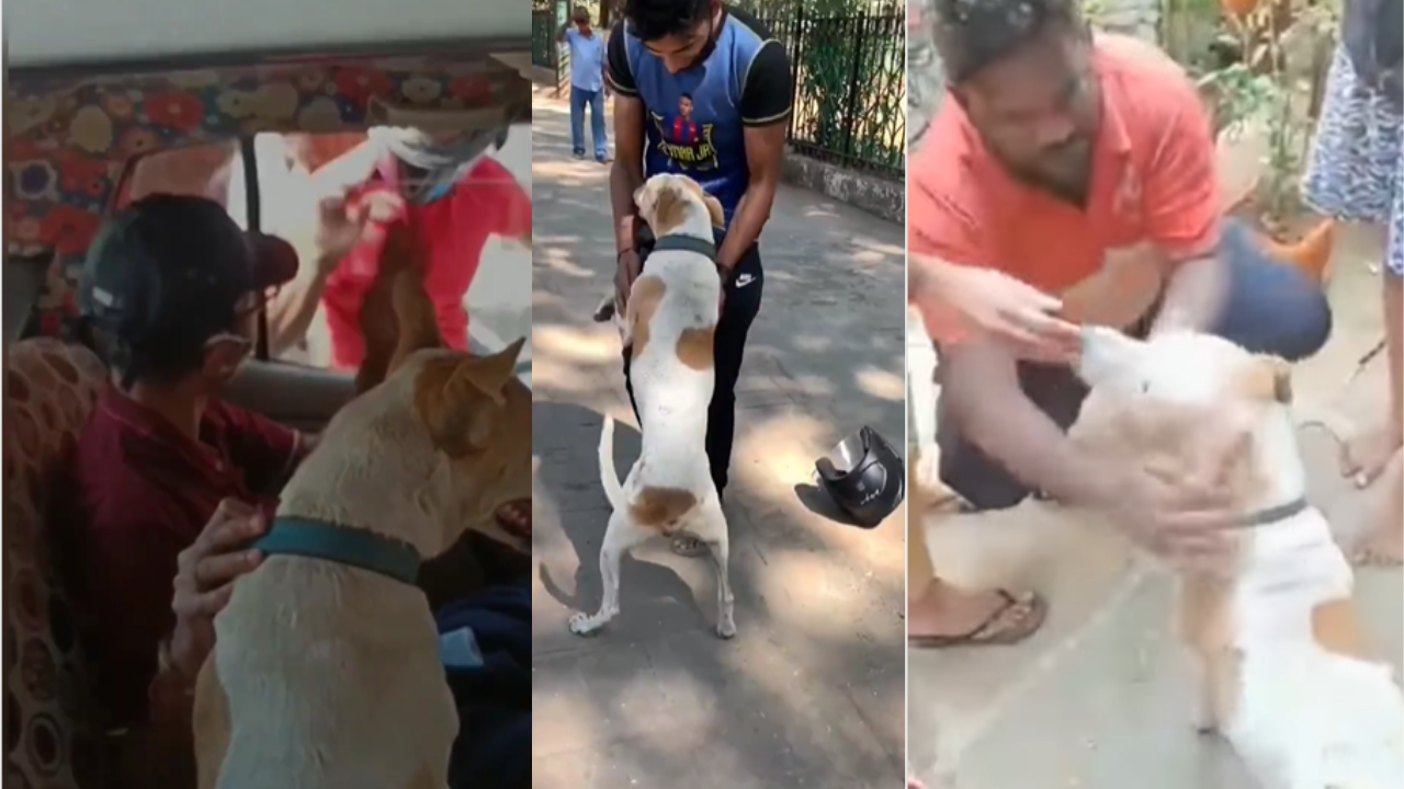Viral video: Mumbai society gives a heartwarming welcome to stray dog ...