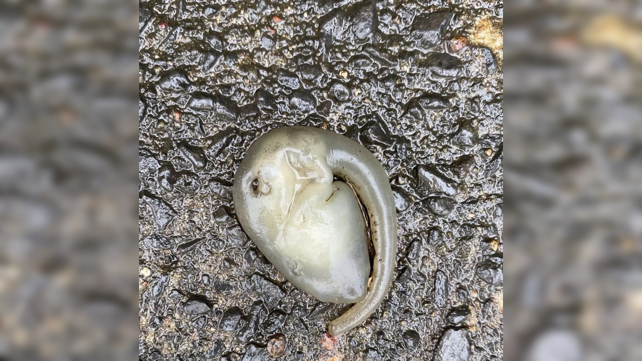 Alien-like creature found on street after massive rain has stumped ...