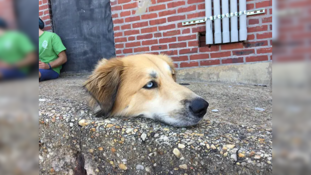 Dog optical illusion picture| Optical illusion of dog's head that looks ...