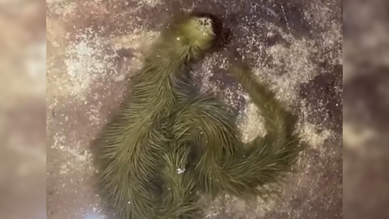 Furry green snake Thailand | Mysterious 'furry green snake’ found in ...