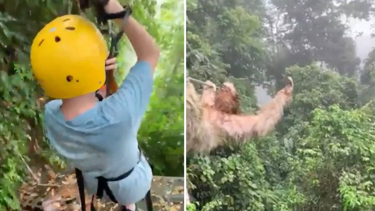 Viral video: Recklessly speeding kid hits sloth on zip line; netizens ...