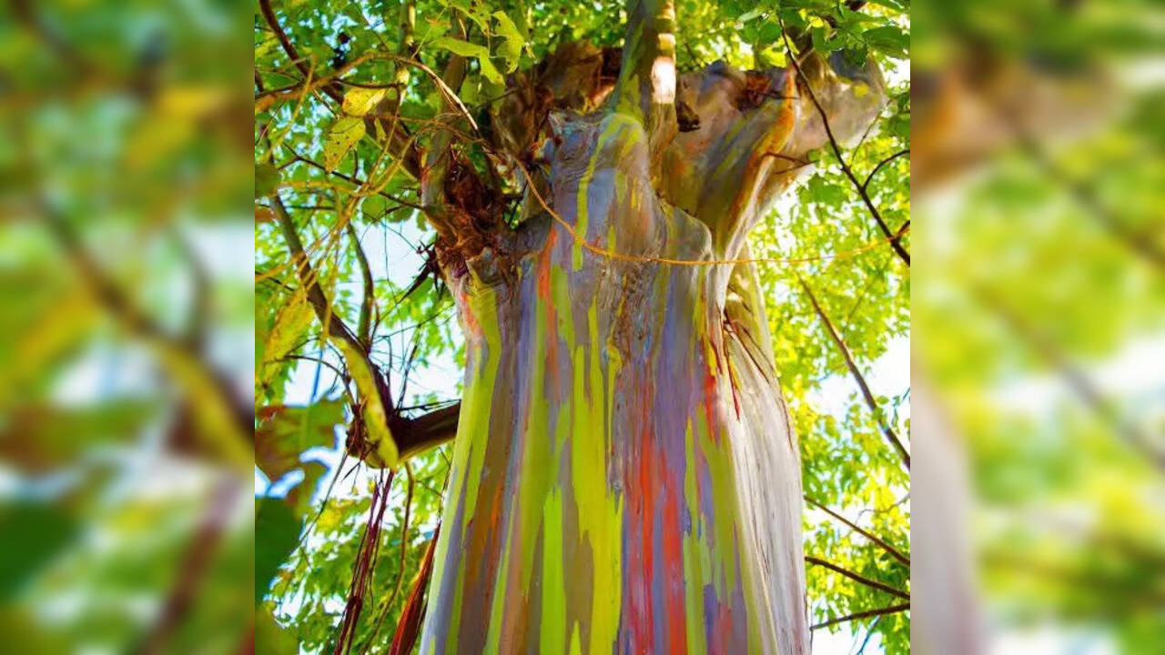 You’ve seen eucalyptus trees – but have you seen rainbow-hued ones ...