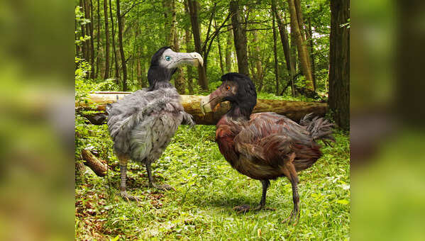Dodo DNA breakthrough could lead to the revival of the famous but ...