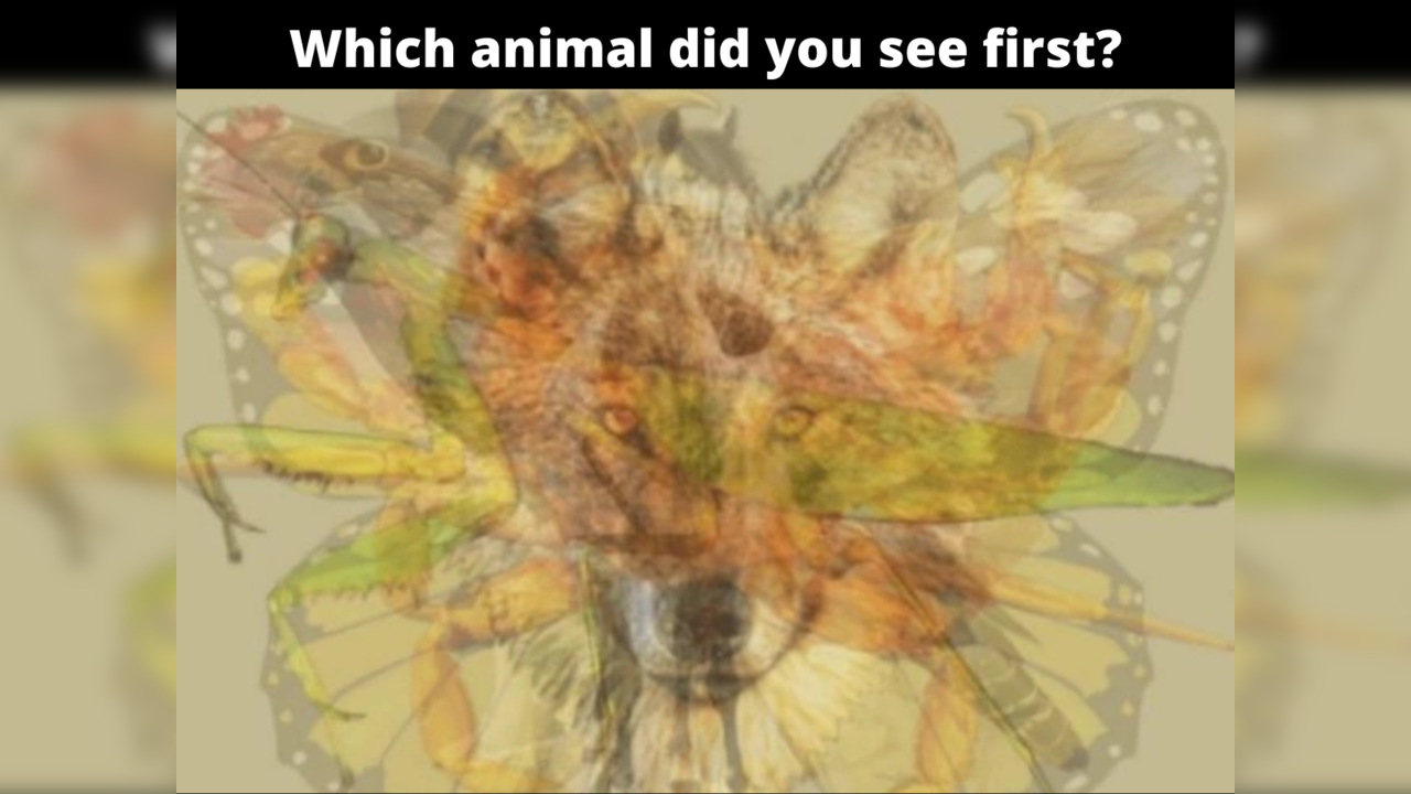 Optical Illusion: There are 9 animals in this optical illusion - the ...