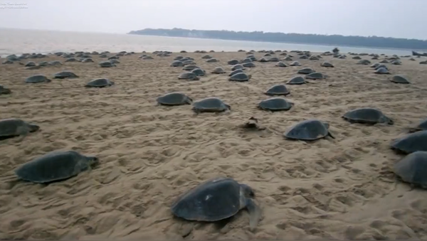 Viral video | Olive Ridley turtles arrive in Odisha coast for mass ...