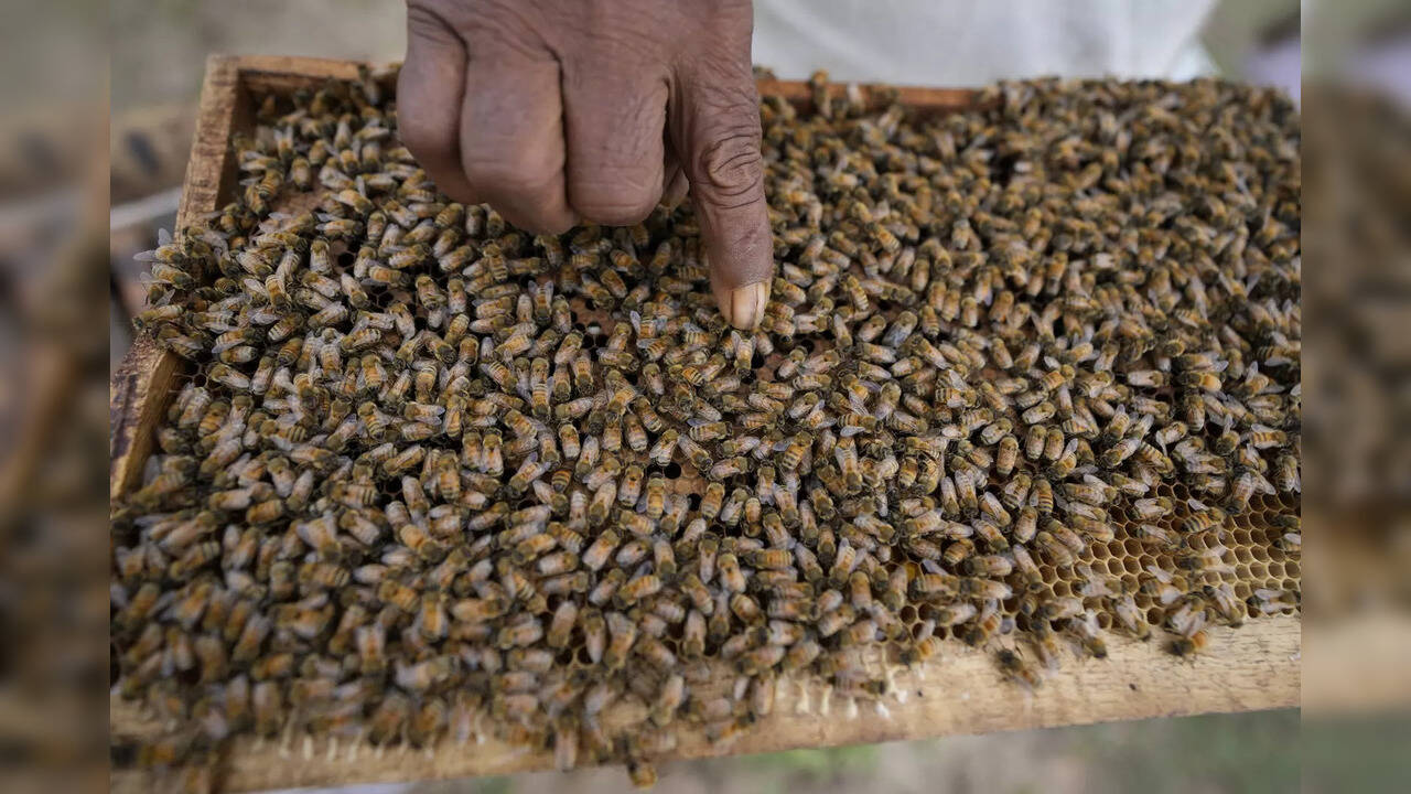 Honey from Bees could unlock the future of computing | Technology ...