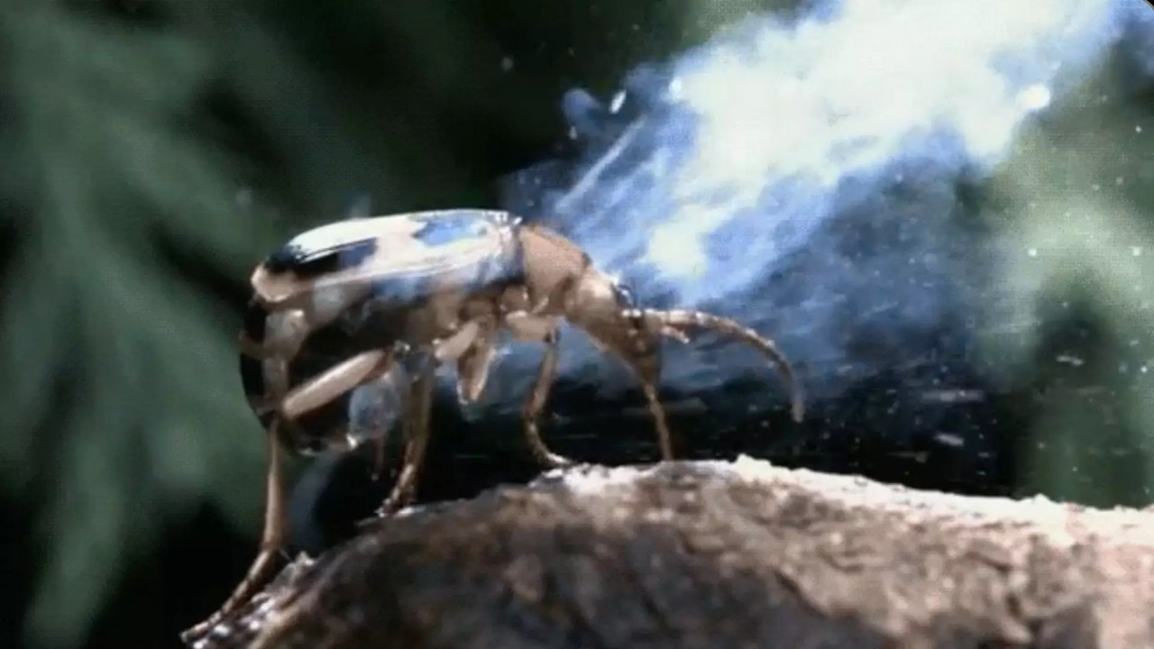 This ground beetle fires a boiling-hot, explosive chemical spray from ...