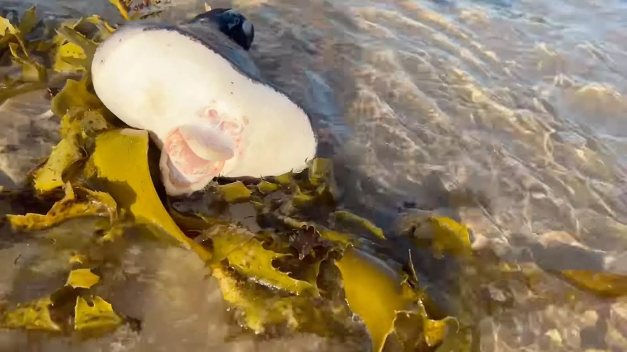 Bizarre alien-like creature with 'human lips' washes up on Australia's ...
