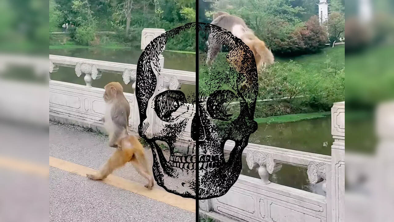 Viral video: Formidable boss monkey runs on two legs, then switches to ...
