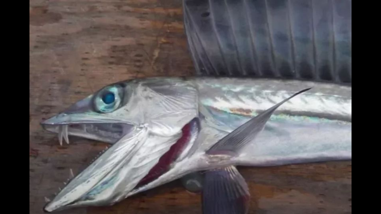 Strange fish with 'Dracula-like fangs' and reflective body found in ...