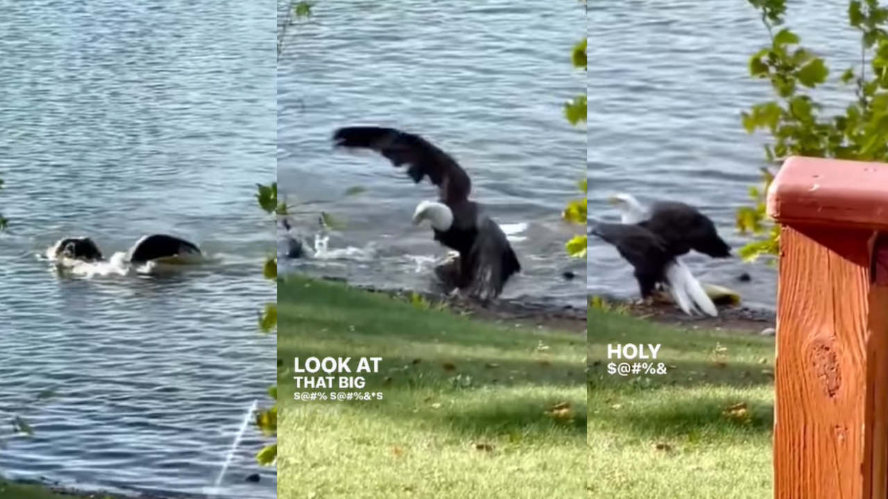 Viral video: Bald eagle catches fish, swims with it to shore - WATCH