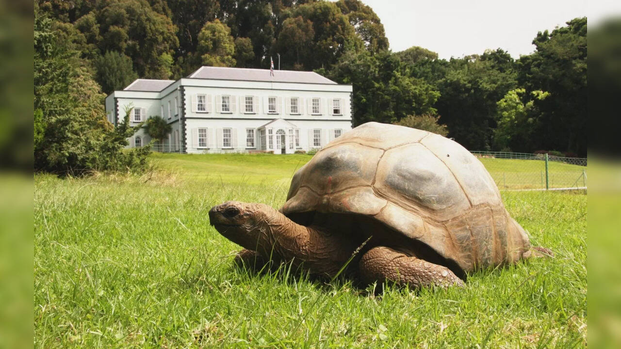 Born in 1832, Jonathan the oldest-living tortoise turns 190 this year