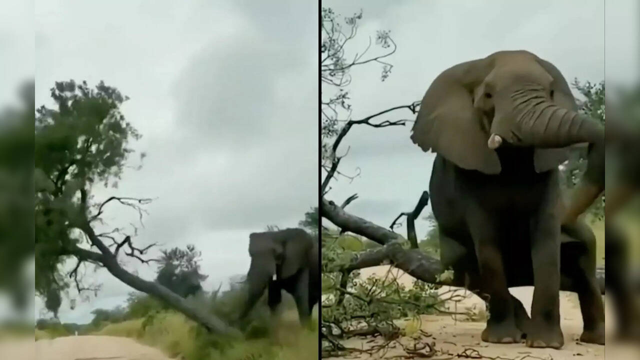 Viral video: Elephant knocks tree down just for a butt-scratch; clip ...