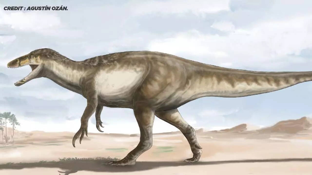 Super Predator Megaraptor - Largest known dinosaur fossil from the ...