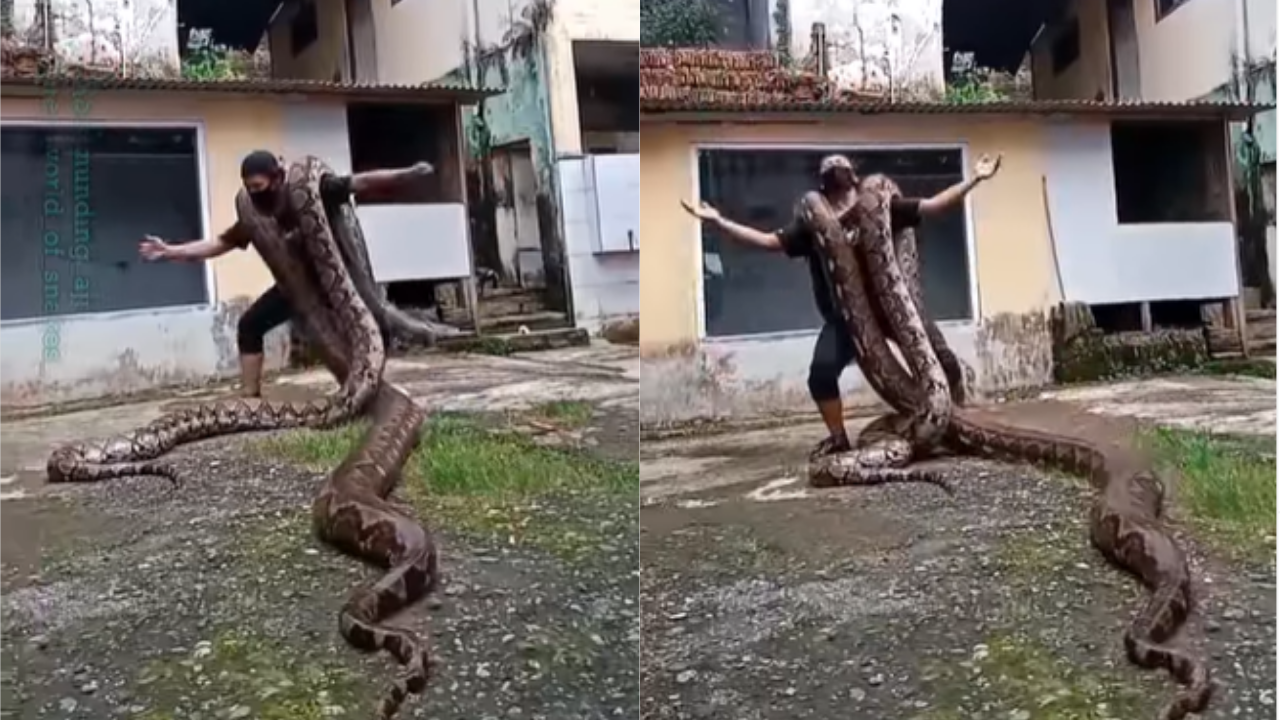 Viral video: Man dances with 2 huge pythons on his shoulders, netizens ...